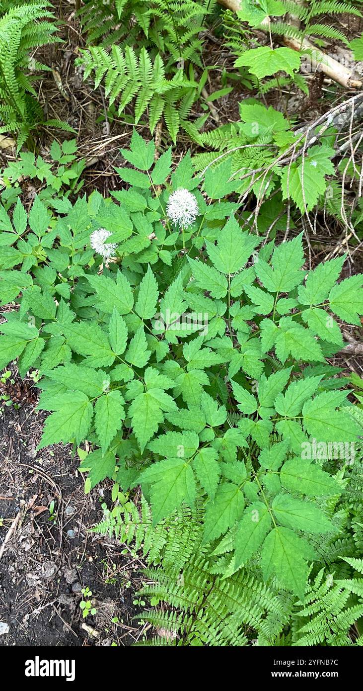 baneberries and cohoshes (Actaea Stock Photo - Alamy