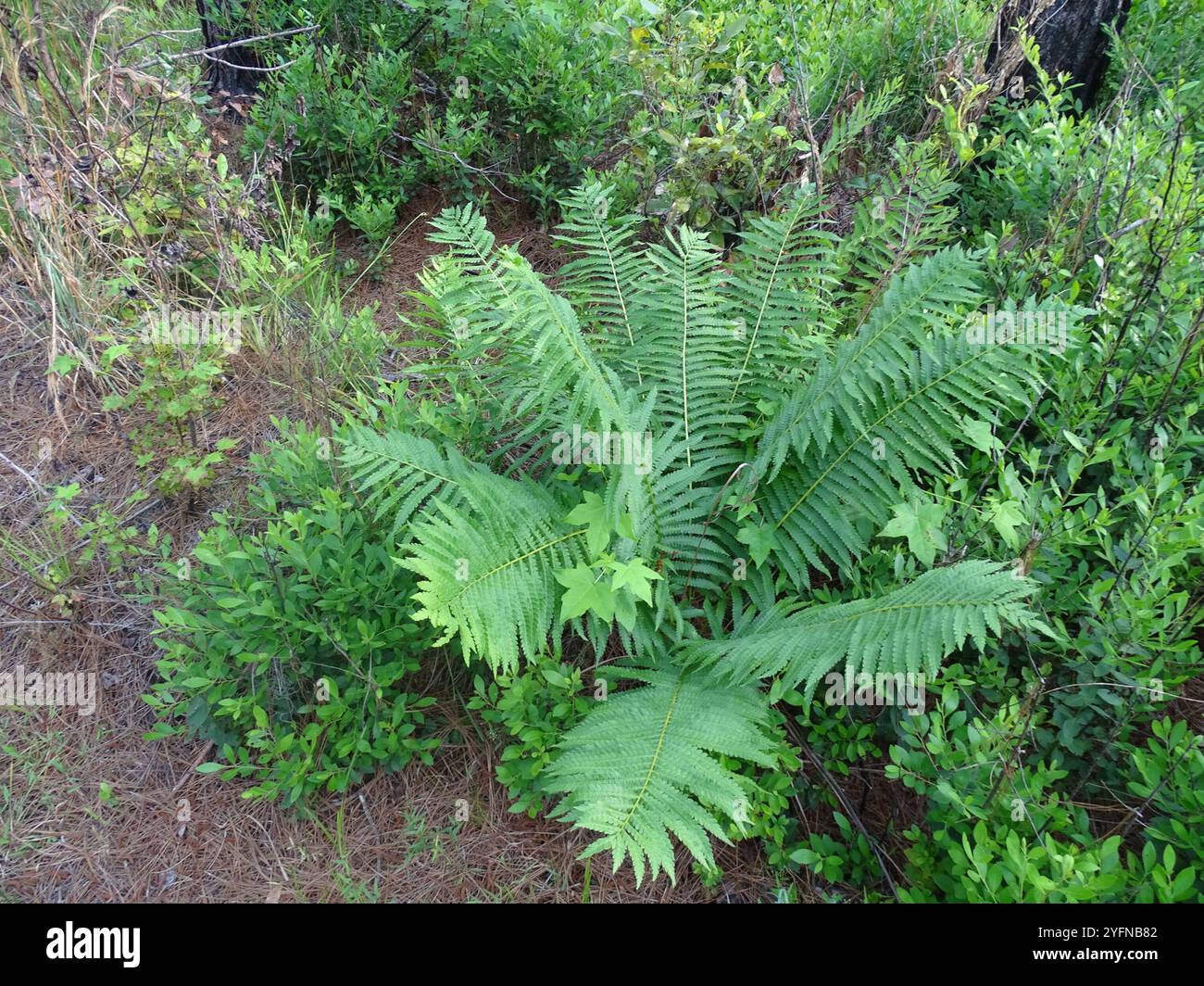 cinnamon fern (Osmundastrum cinnamomeum Stock Photo - Alamy