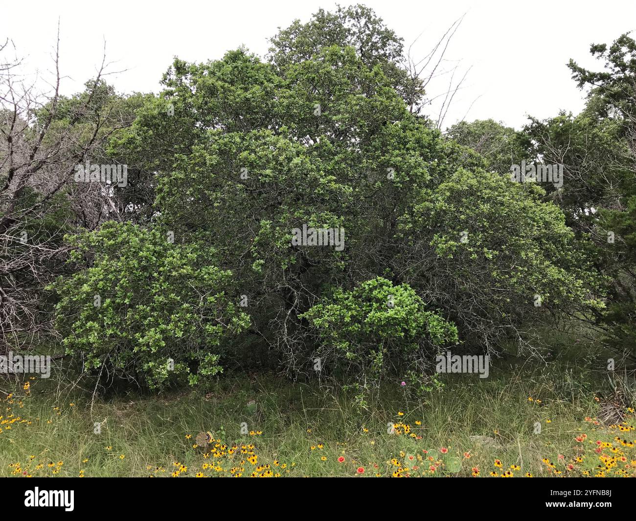 Texas live oak (Quercus fusiformis Stock Photo - Alamy