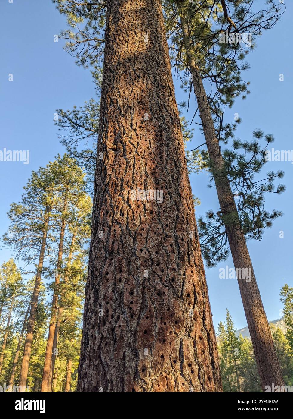 Ponderosa Pine (Pinus ponderosa Stock Photo - Alamy