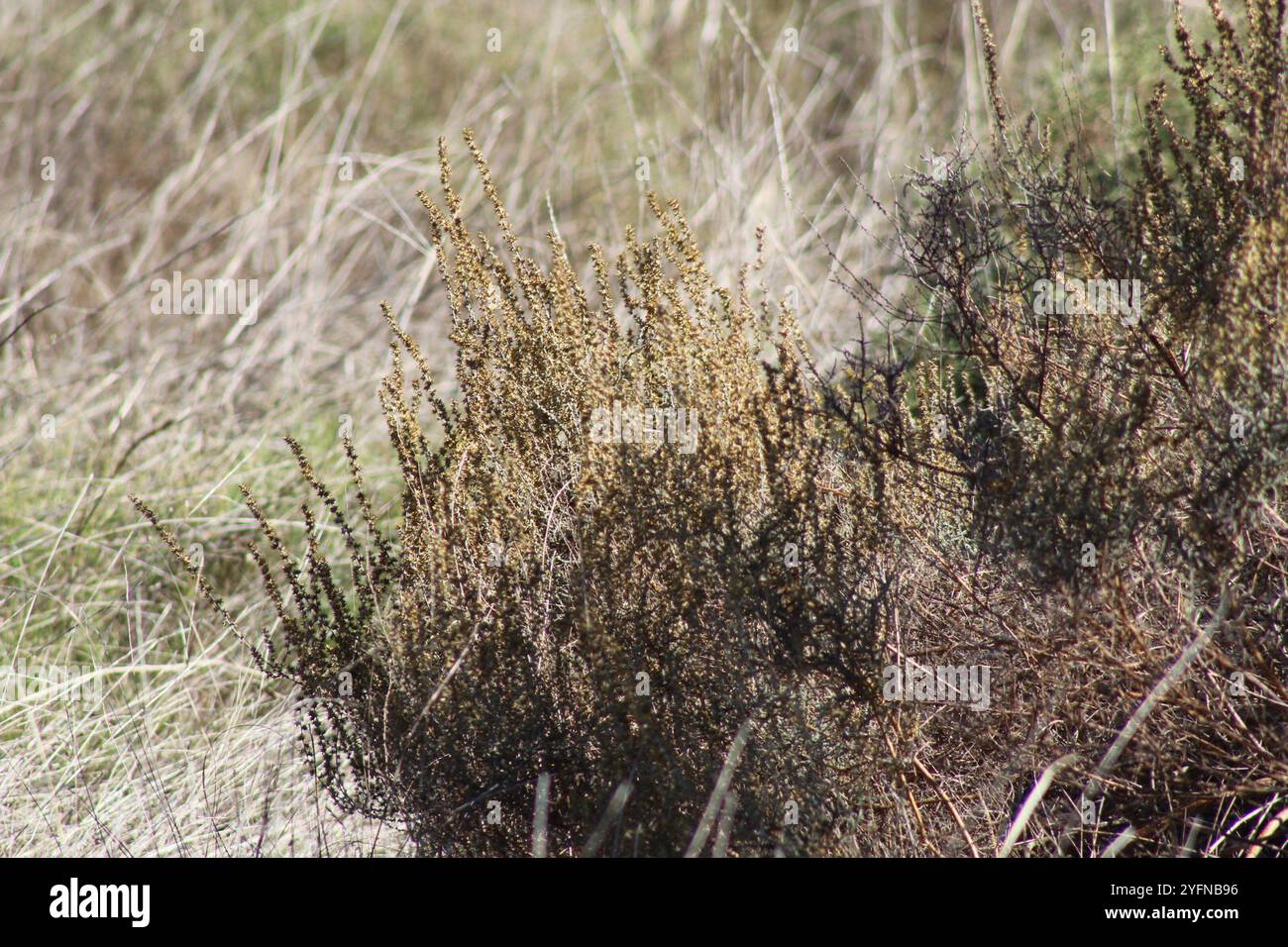 Seriphium hi-res stock photography and images - Alamy