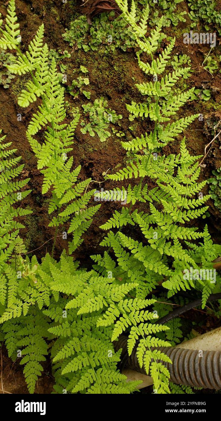 cliff ferns (Woodsia Stock Photo - Alamy