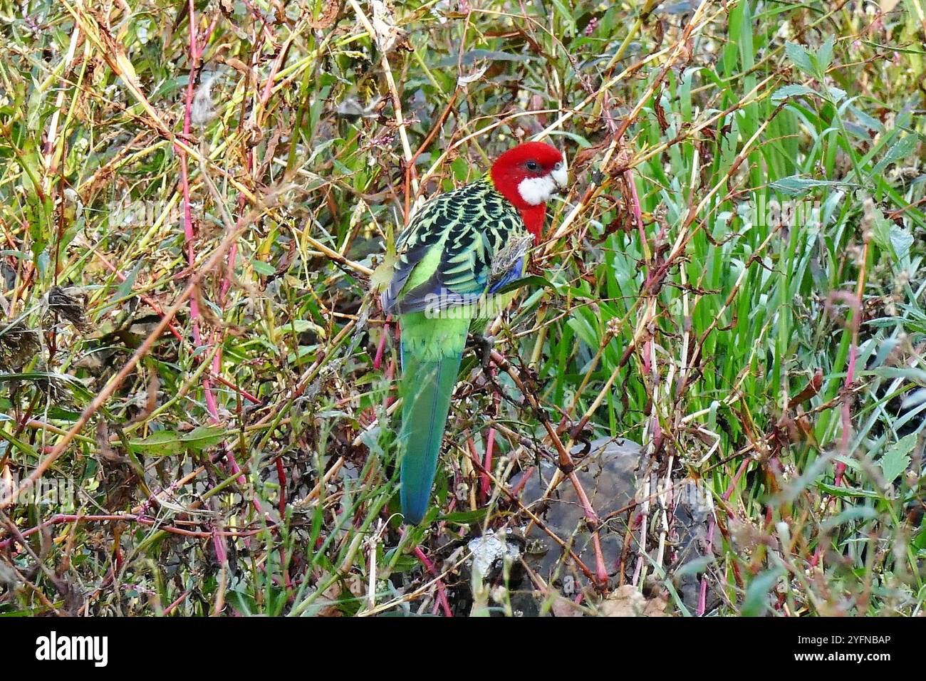 Eastern Rosella (Platycercus eximius Stock Photo - Alamy