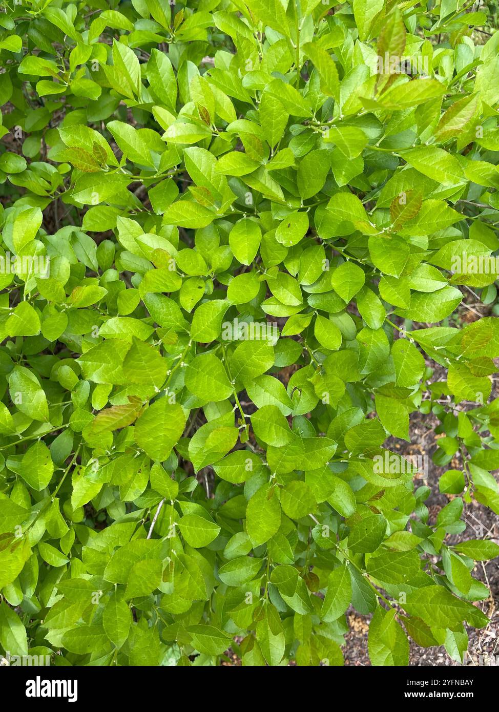 winterberry holly (Ilex verticillata Stock Photo - Alamy