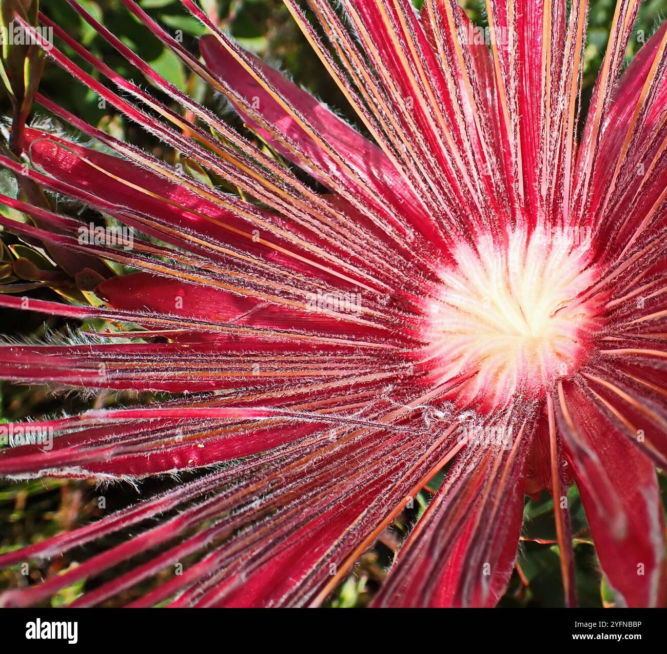 Common Shuttlecock Sugarbush (Protea aurea aurea Stock Photo - Alamy