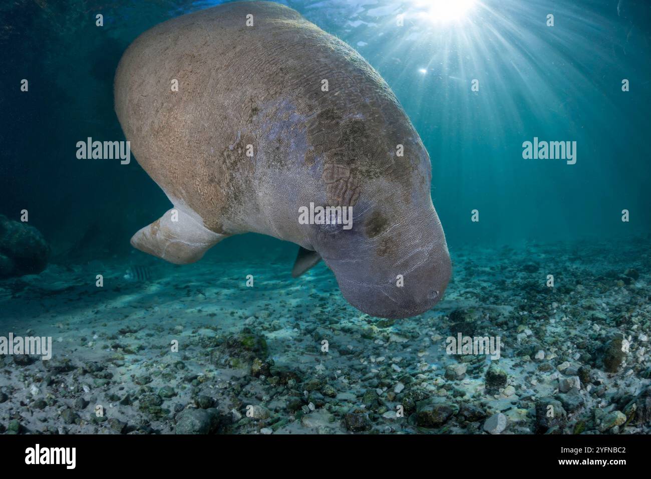 Eye to eye with an endangered Florida Manatee, Trichechus manatus ...