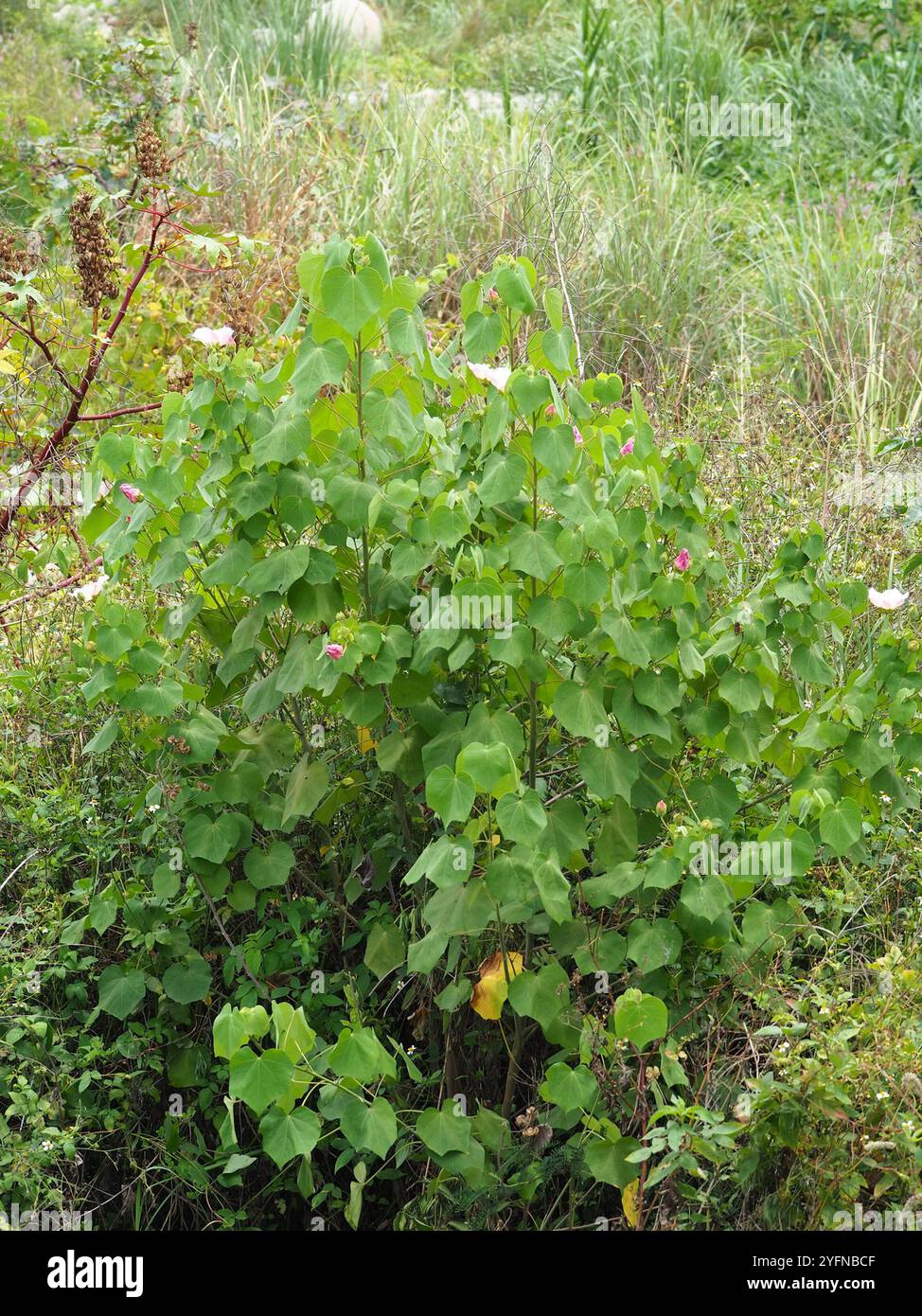 Taiwan cotton rose (Hibiscus taiwanensis Stock Photo - Alamy