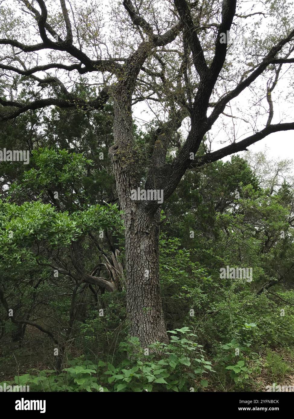 Texas live oak (Quercus fusiformis Stock Photo - Alamy