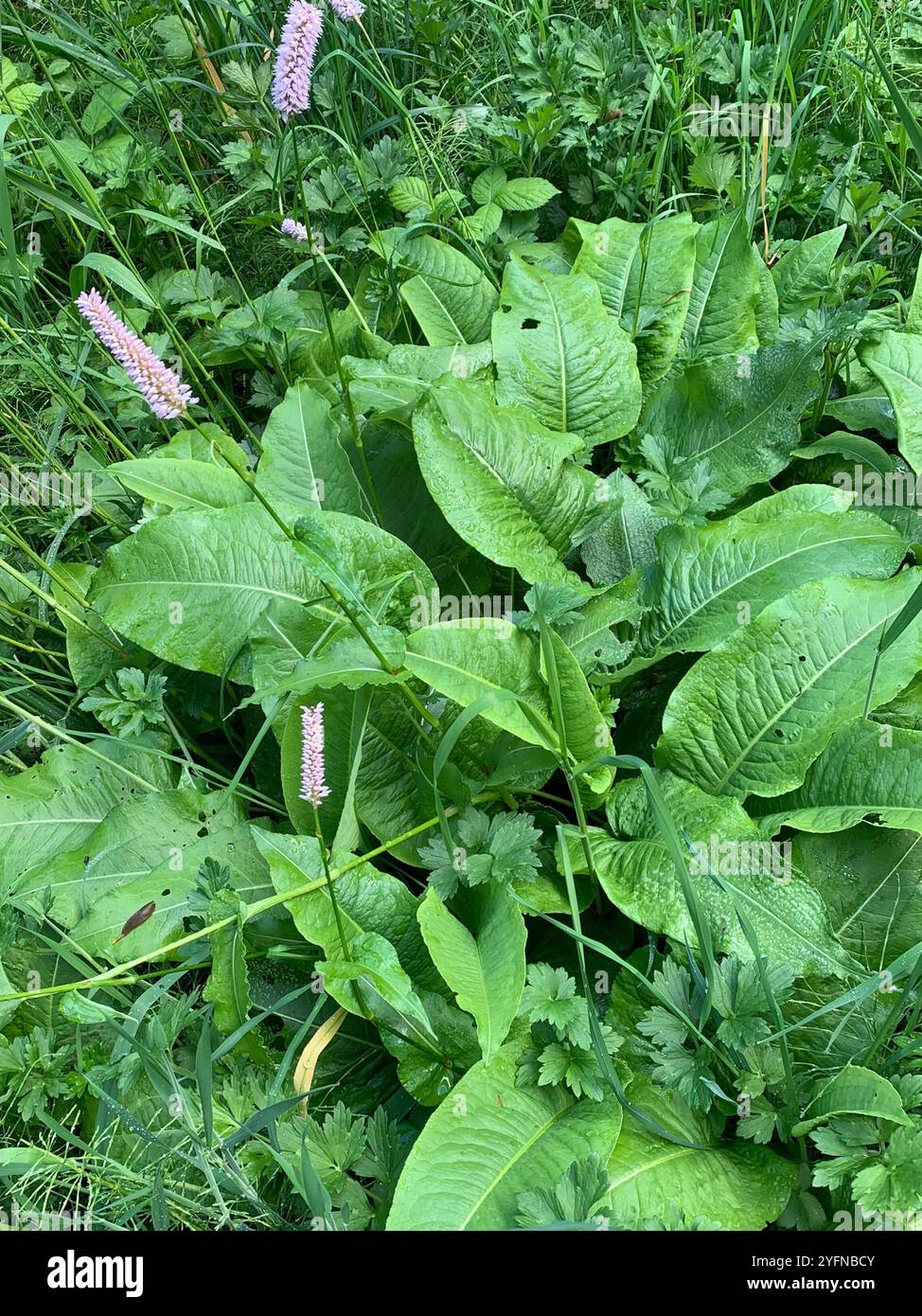 common bistort (Bistorta officinalis Stock Photo - Alamy