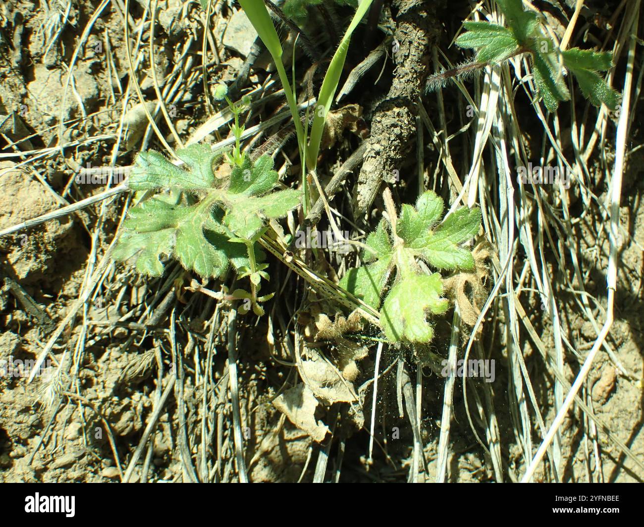 Western Buttercup (Ranunculus occidentalis Stock Photo - Alamy