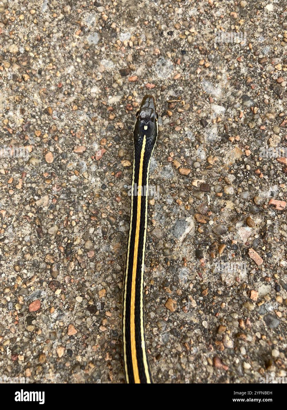 Western Ribbon Snake (Thamnophis proximus Stock Photo - Alamy