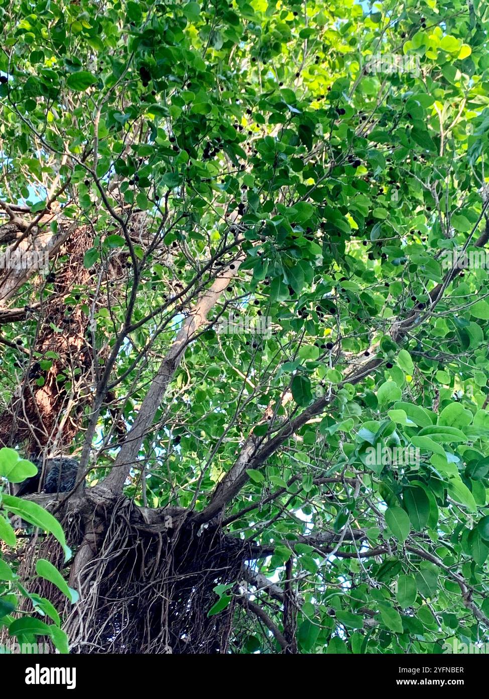 Shortleaf Fig (Ficus citrifolia Stock Photo - Alamy