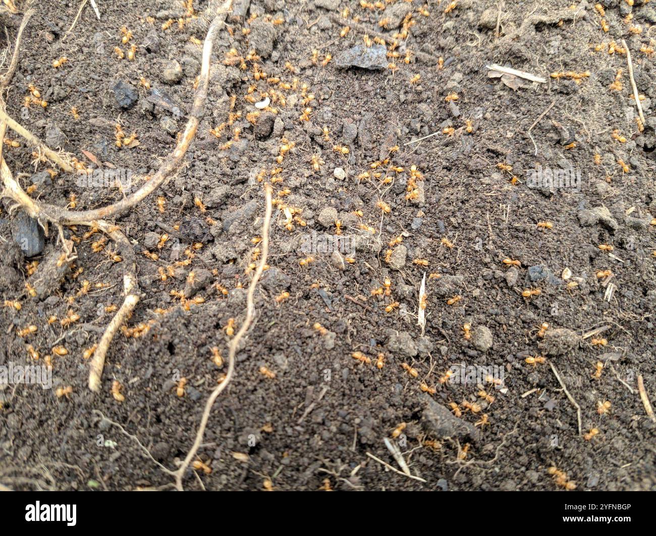 Citronella Ants, Fuzzy Ants, and Allies (Lasius Stock Photo - Alamy