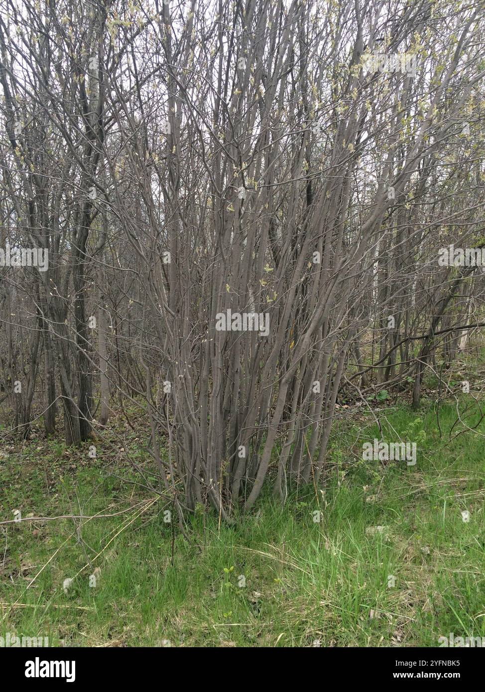 Running Serviceberry (Amelanchier stolonifera Stock Photo - Alamy