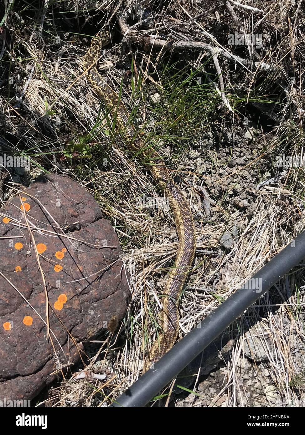 Gopher Snake (Pituophis catenifer Stock Photo - Alamy