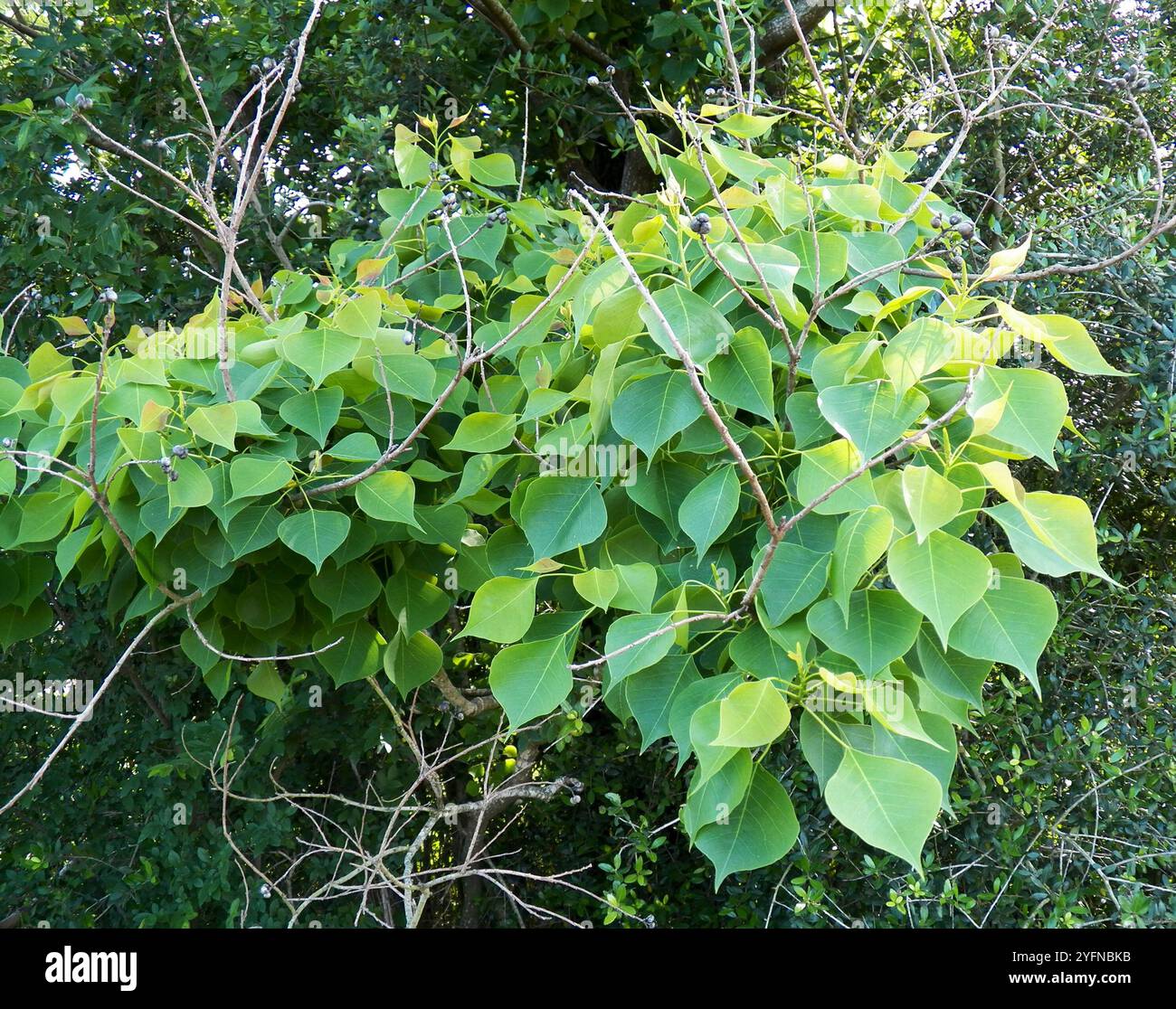 Chinese Tallow (Triadica sebifera Stock Photo - Alamy