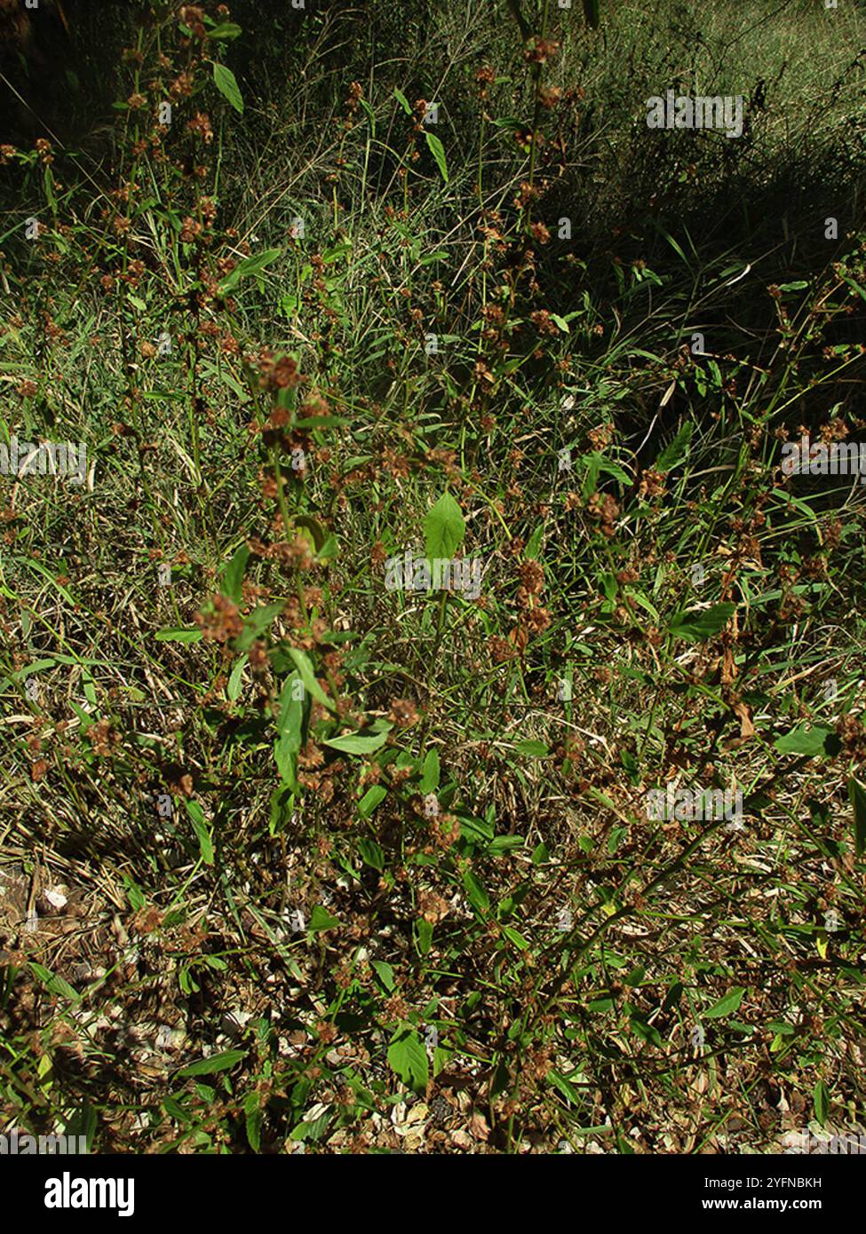 three-lobe false mallow (Malvastrum coromandelianum Stock Photo - Alamy