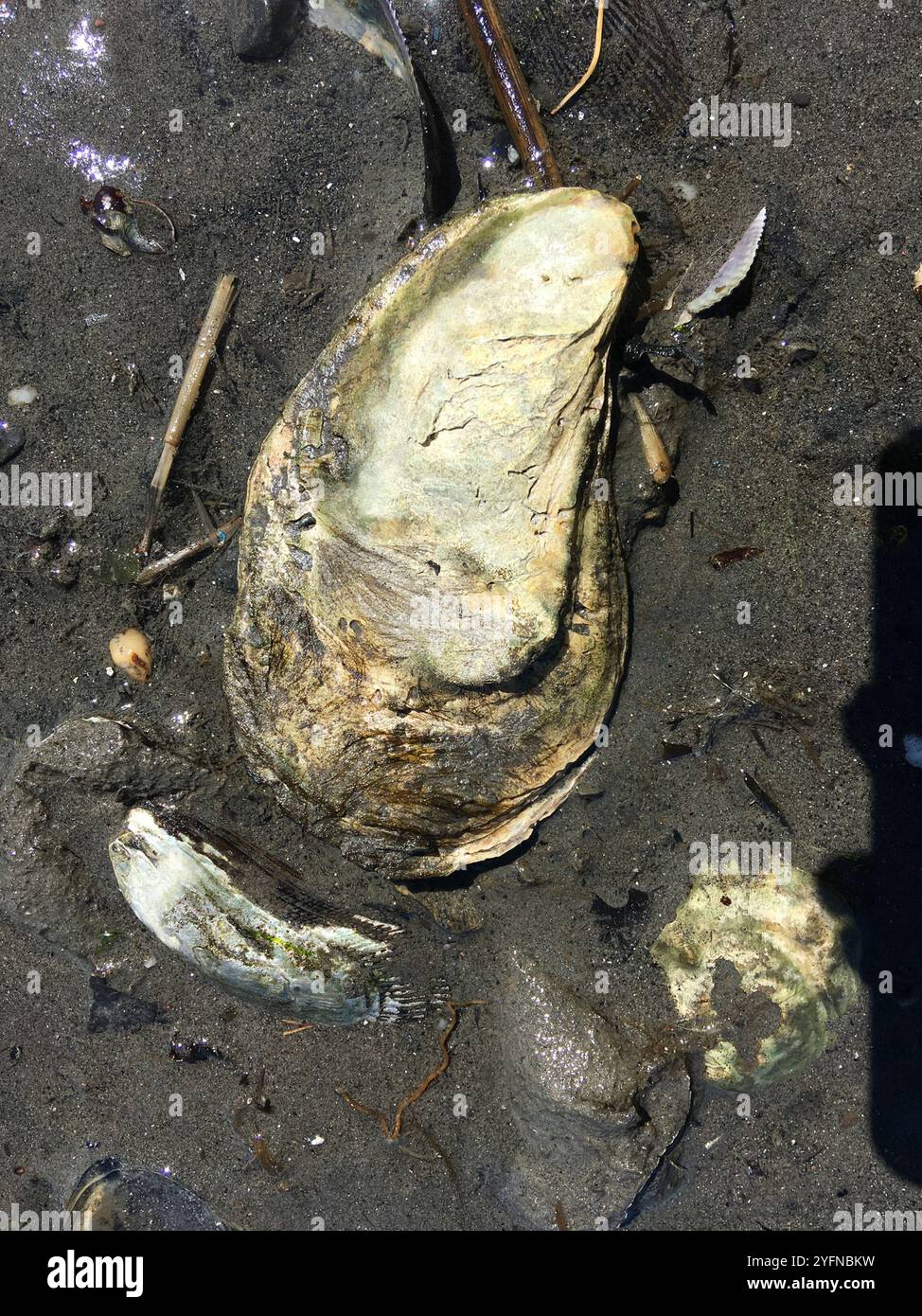 Eastern Oyster (Crassostrea virginica Stock Photo - Alamy