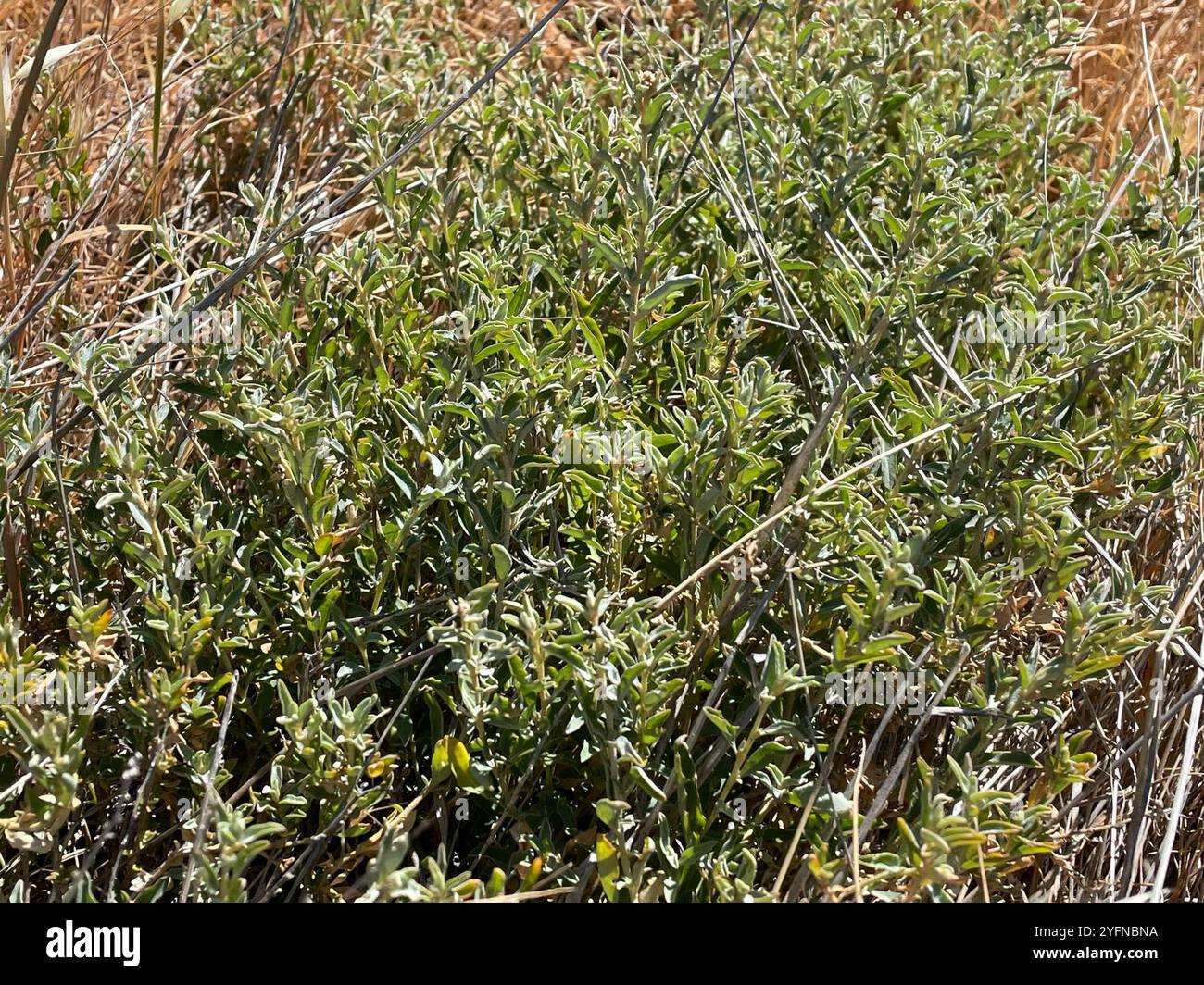 berry saltbush (Atriplex semibaccata Stock Photo - Alamy