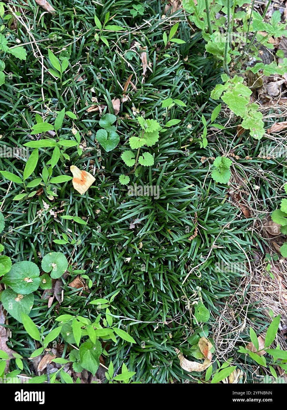 Ophiopogon japonicus hi-res stock photography and images - Alamy