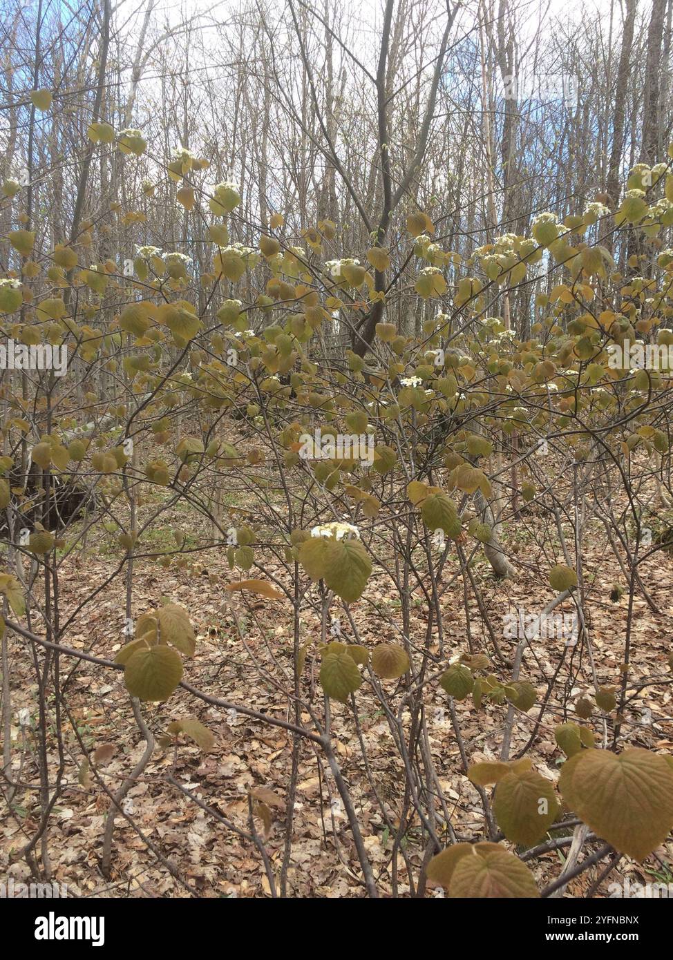 hobblebush (Viburnum lantanoides Stock Photo - Alamy