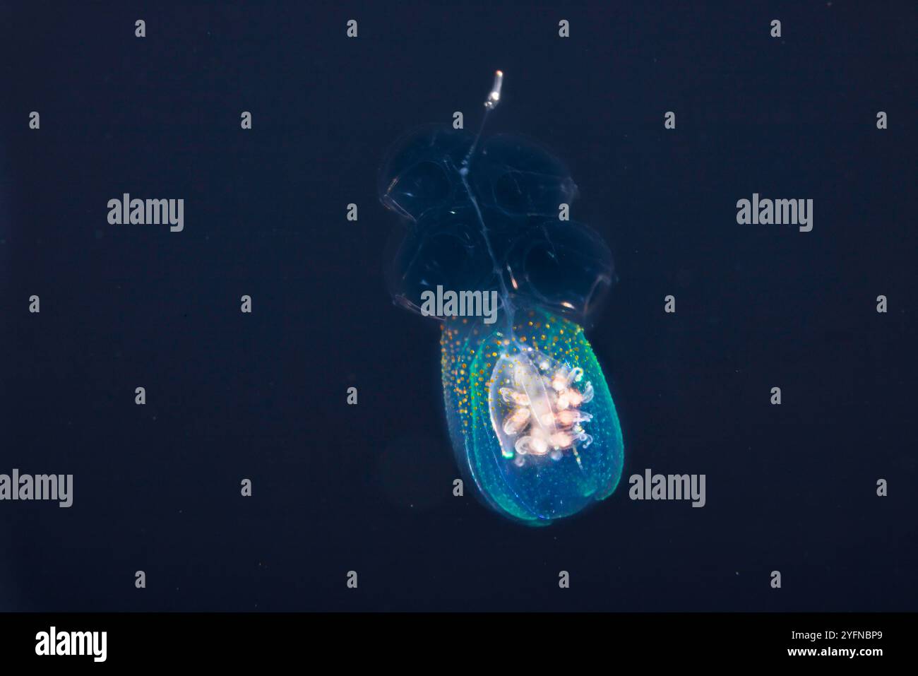 This siphonophore, Agalma okeni, is a colonial hydrozoan, an ...
