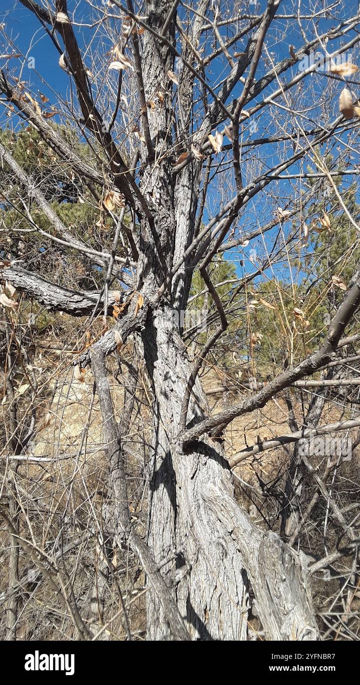 Willow Bead Gall Mite (Aculus tetanothrix Stock Photo - Alamy