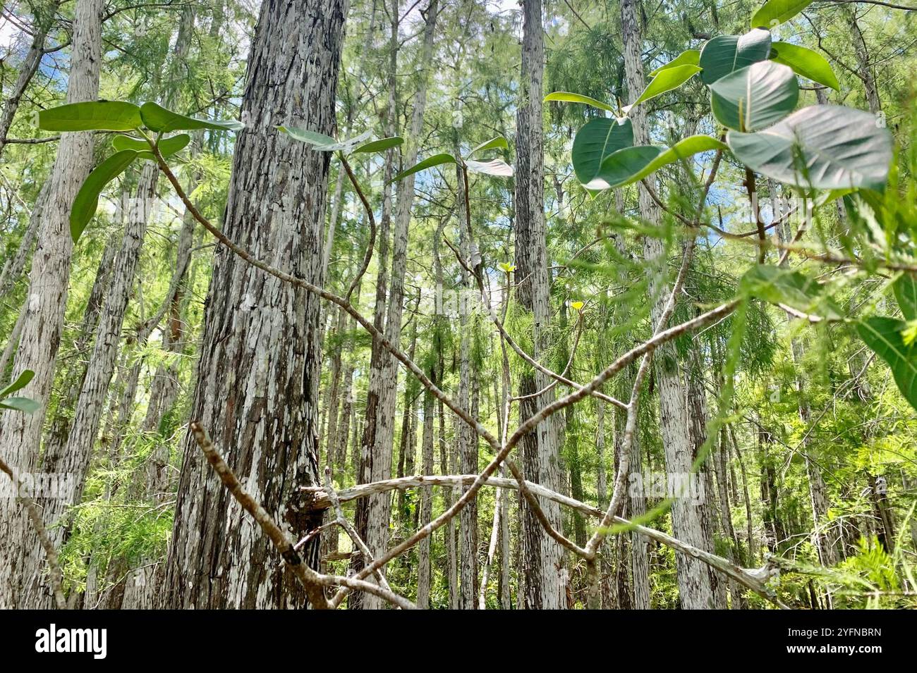 Florida Strangler Fig (Ficus aurea Stock Photo - Alamy