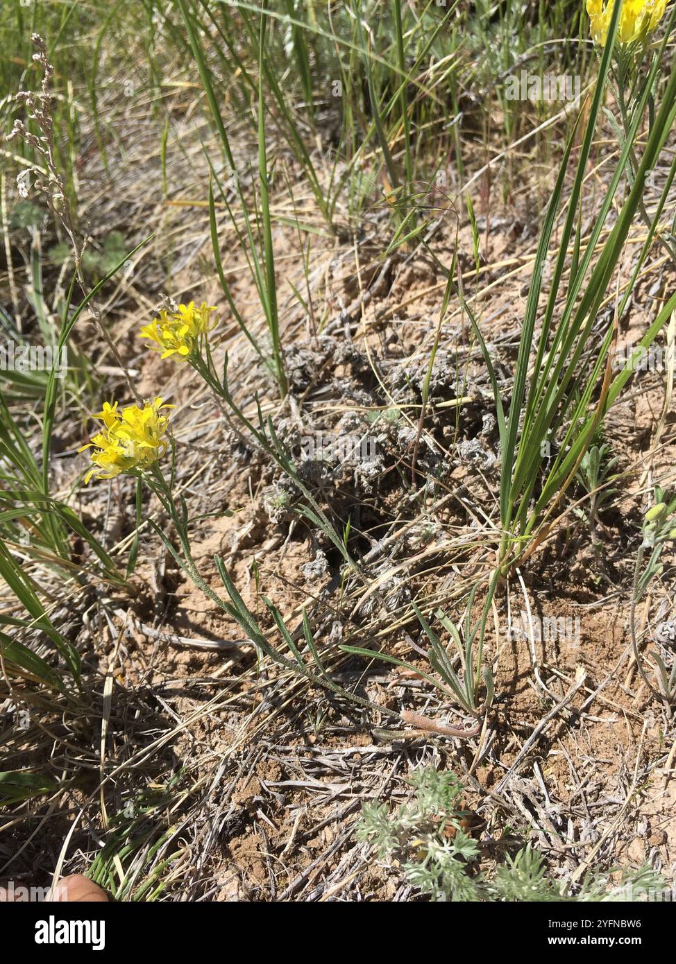 silver bladderpod (Physaria ludoviciana Stock Photo - Alamy