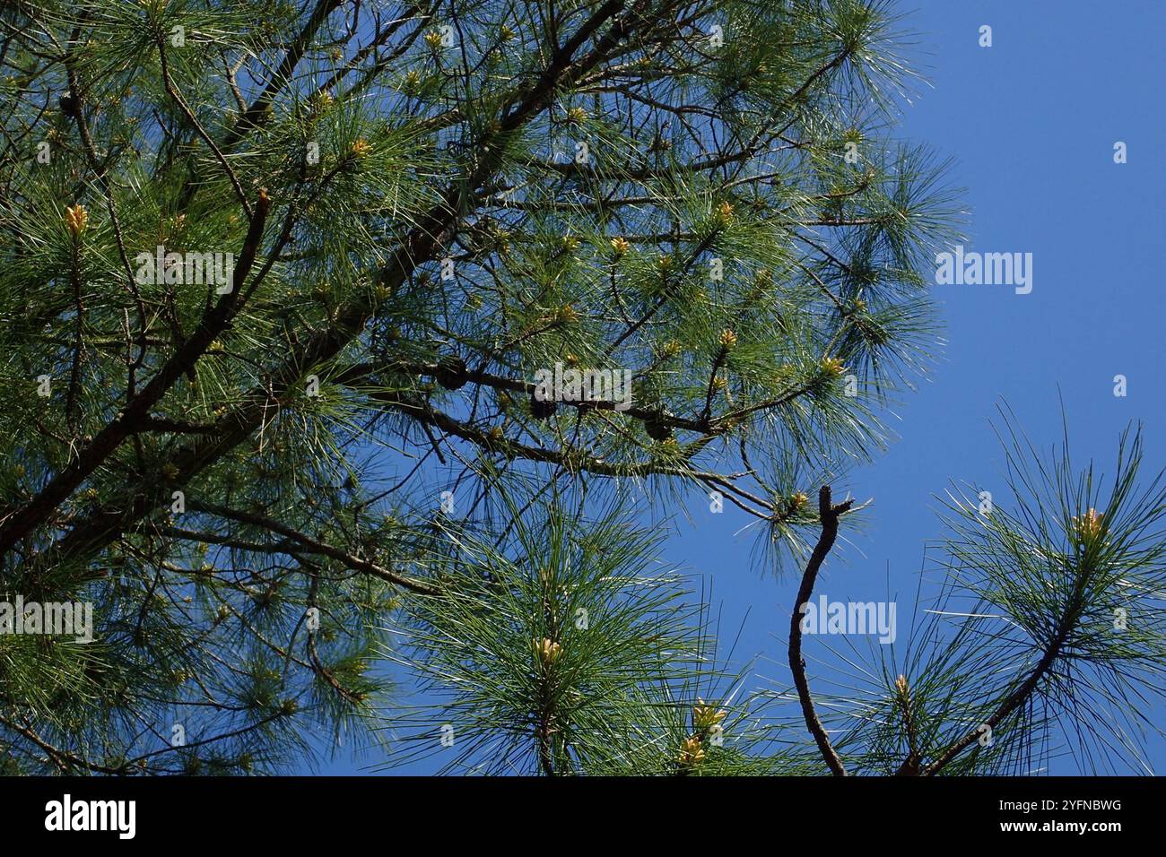 pond pine (Pinus serotina Stock Photo - Alamy