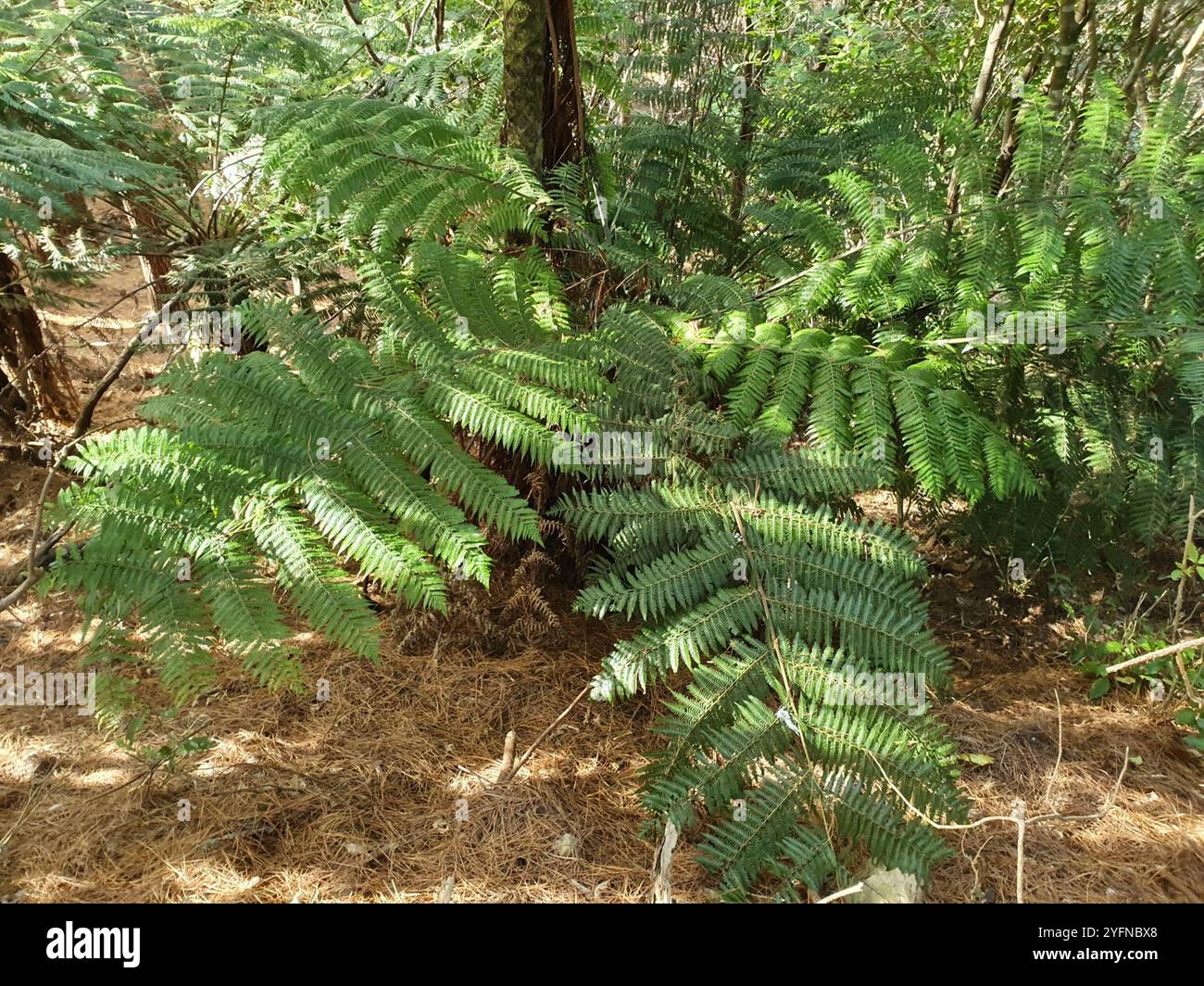 silver fern (Cyathea dealbata Stock Photo - Alamy