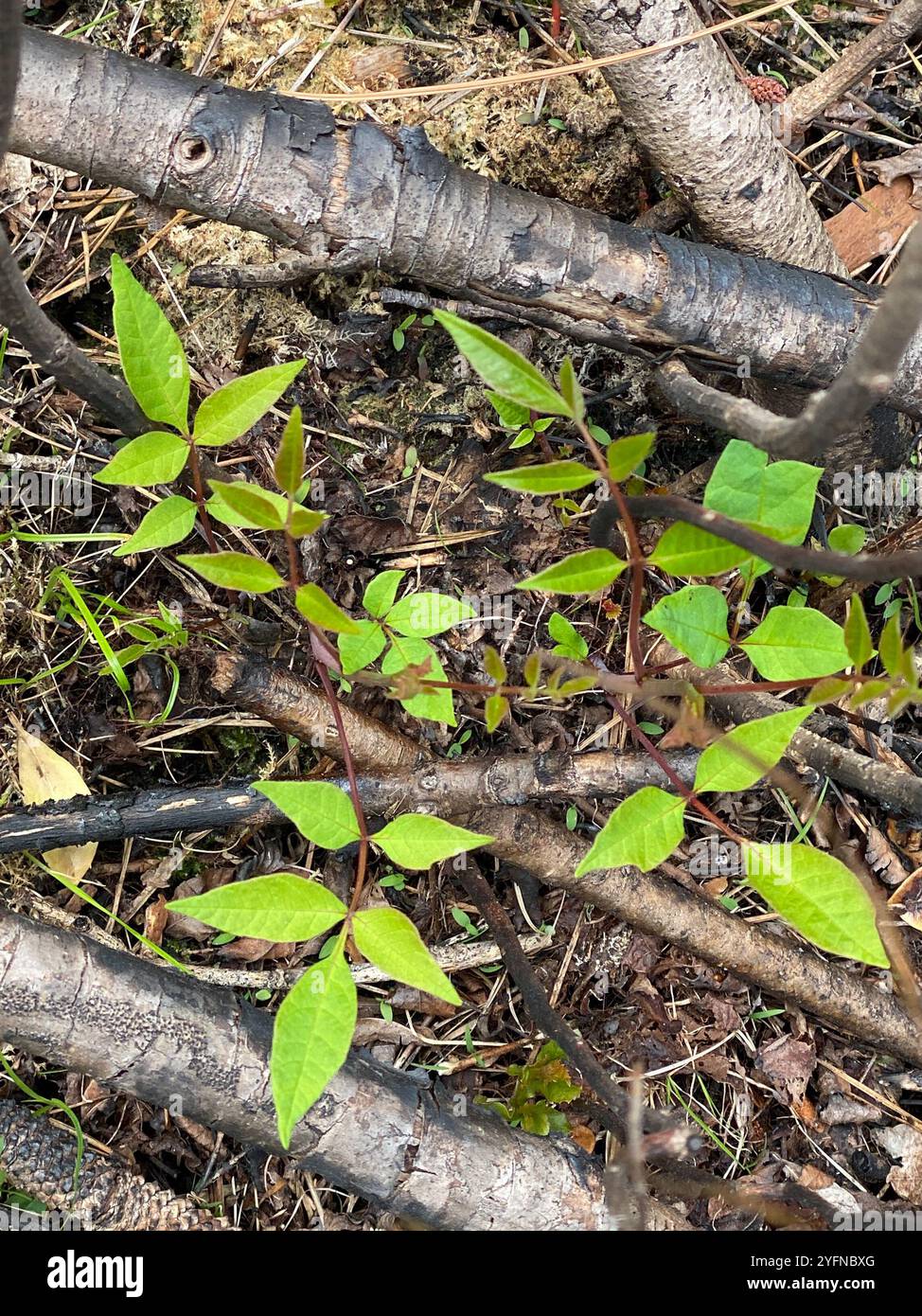 poison sumac (Toxicodendron vernix Stock Photo - Alamy