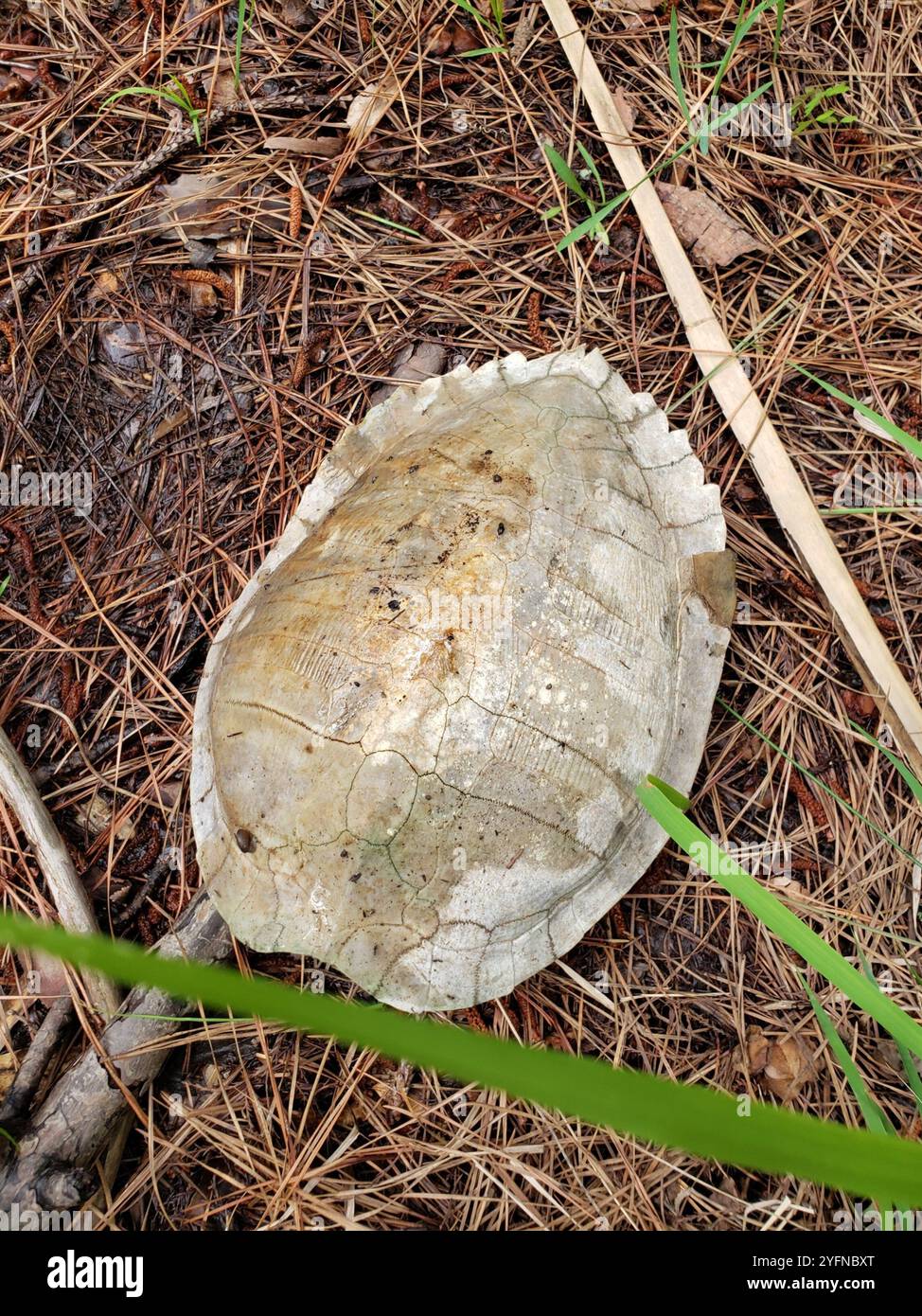 Map Turtles (Graptemys Stock Photo - Alamy