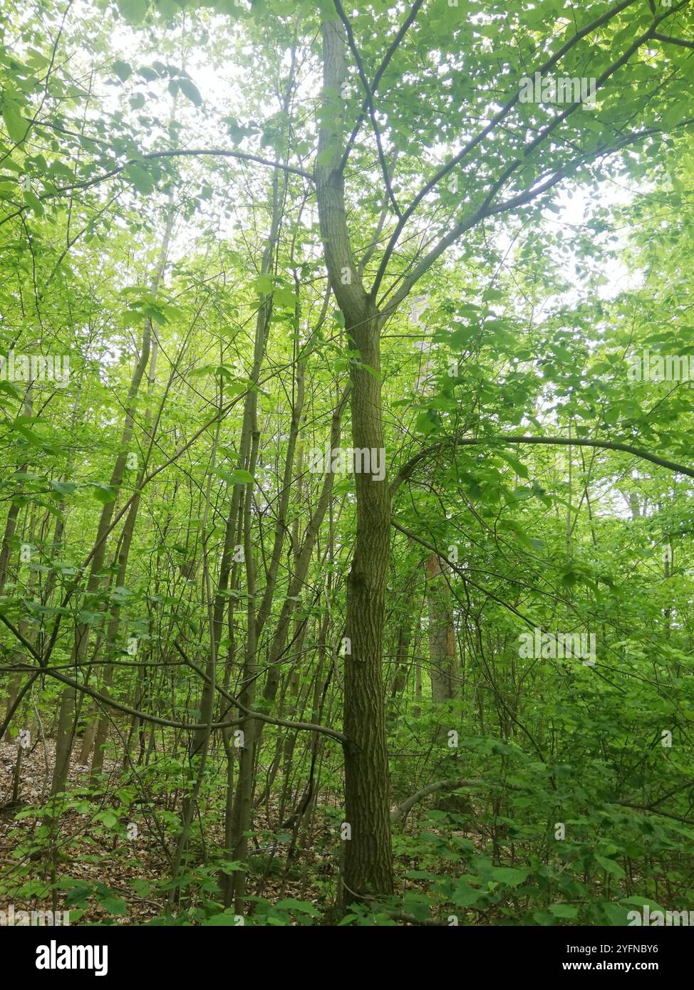 Wych Elm (Ulmus glabra Stock Photo - Alamy