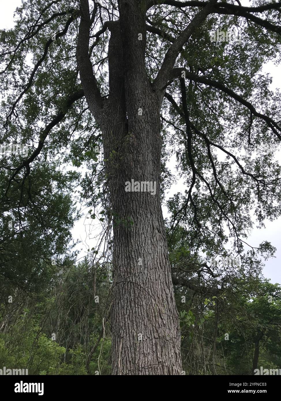 Cedar Elm (Ulmus crassifolia Stock Photo - Alamy