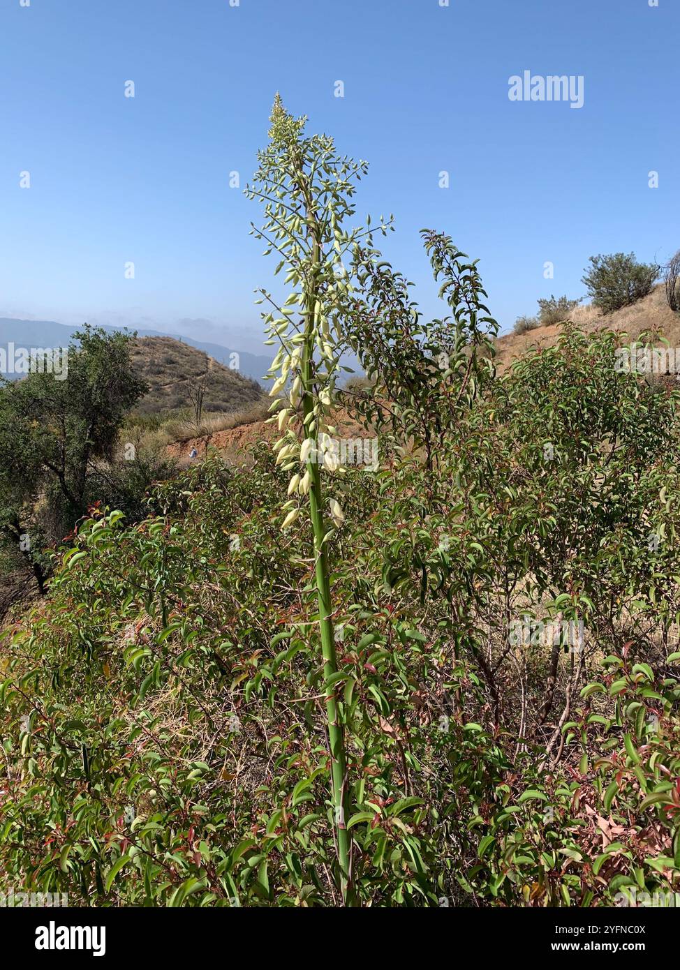 chaparral yucca (Hesperoyucca whipplei Stock Photo - Alamy