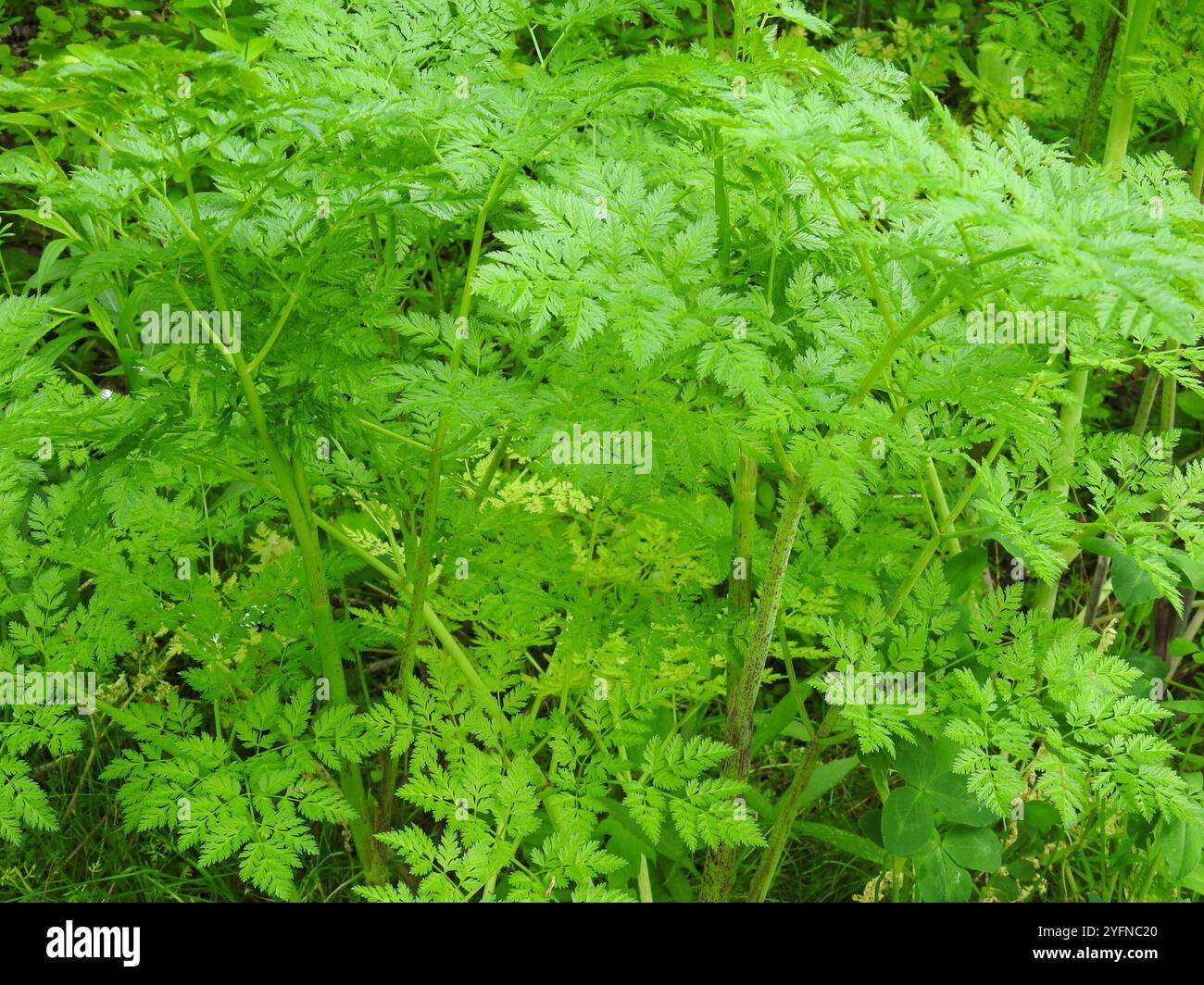 poison hemlock (Conium maculatum Stock Photo - Alamy
