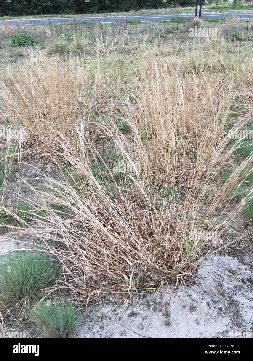 bluestems, thatching grasses, and allies (Andropogoninae Stock Photo ...