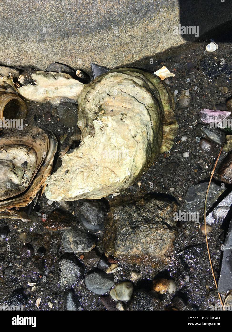 Eastern Oyster (Crassostrea virginica Stock Photo - Alamy