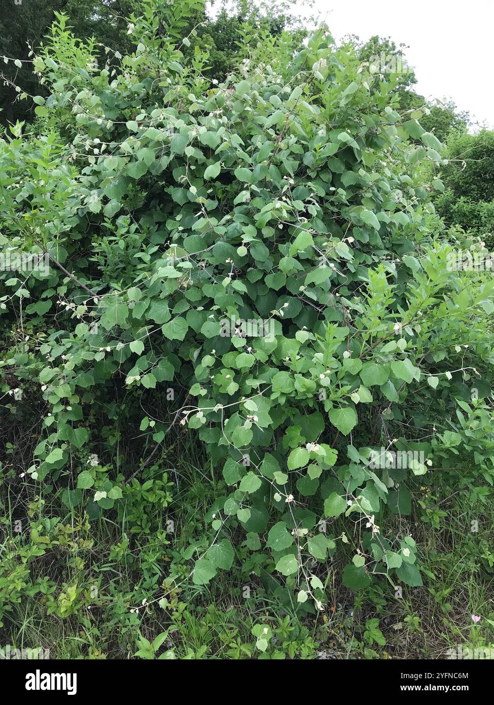 mustang grape (Vitis mustangensis Stock Photo - Alamy