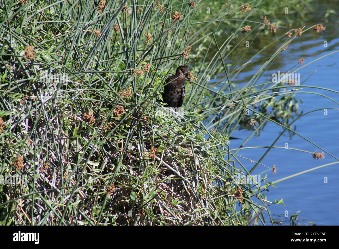 African Reed Cormorant (Microcarbo africanus africanus Stock Photo - Alamy