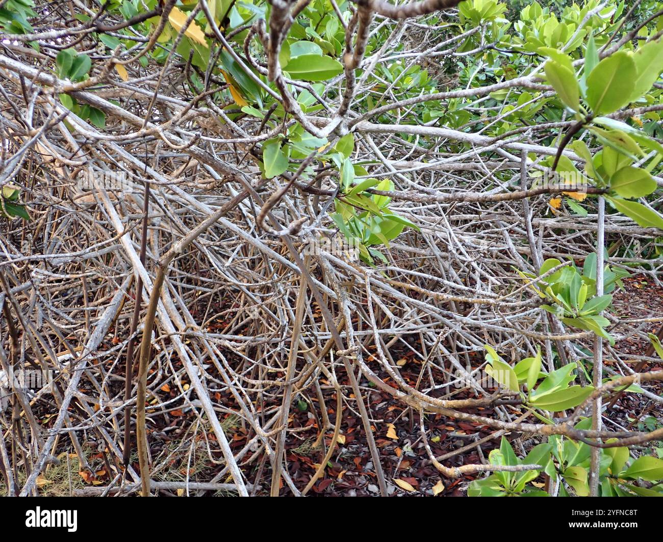 red mangrove (Rhizophora mangle Stock Photo - Alamy