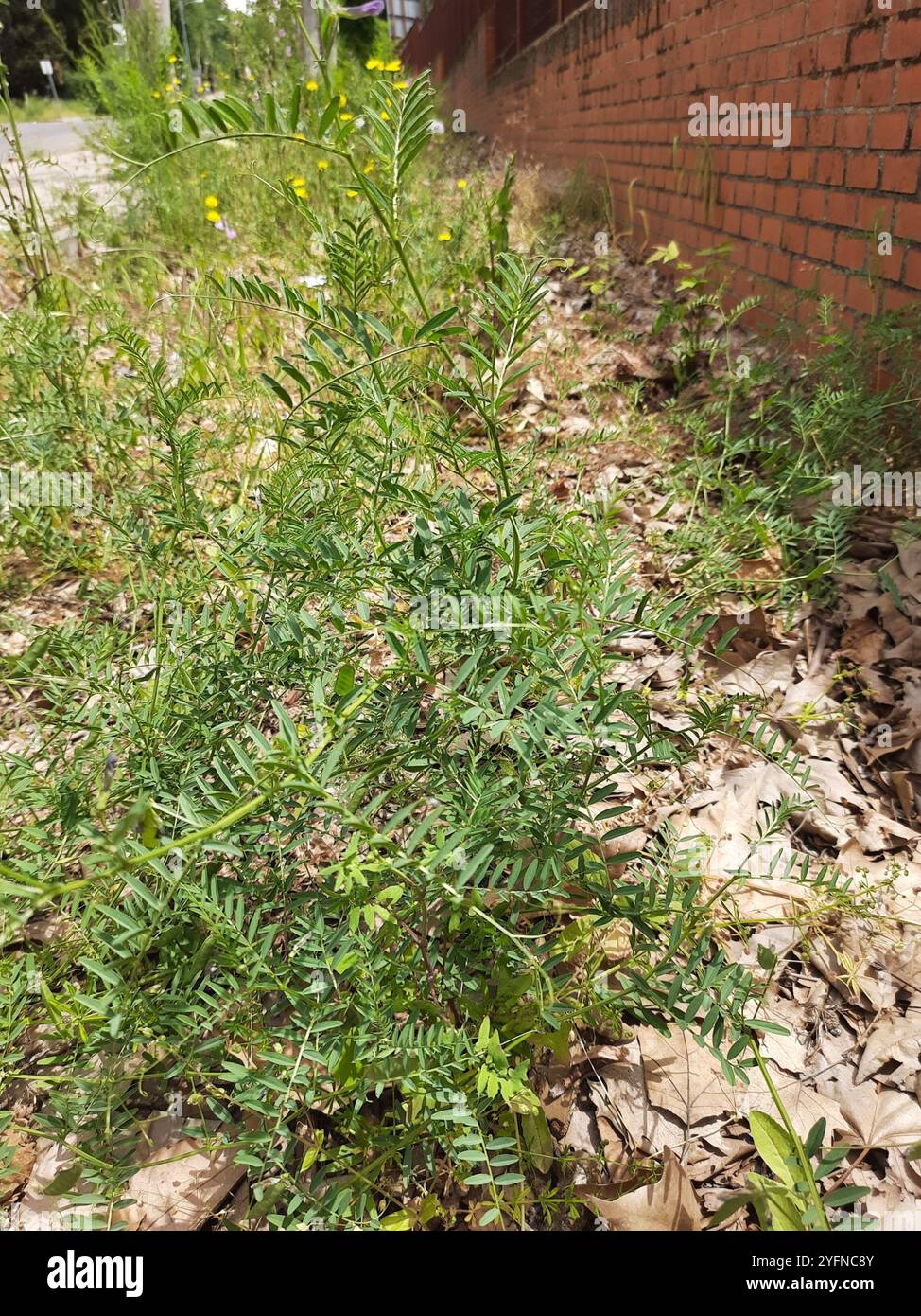 Monantha hi-res stock photography and images - Alamy