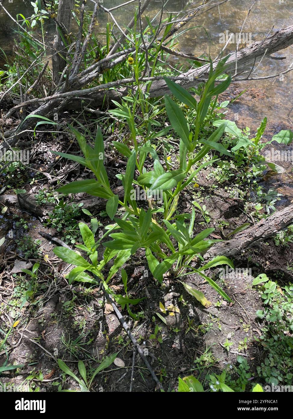 Rosilla hi-res stock photography and images - Alamy