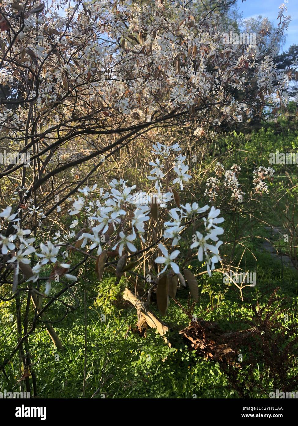 common serviceberry (Amelanchier arborea Stock Photo - Alamy