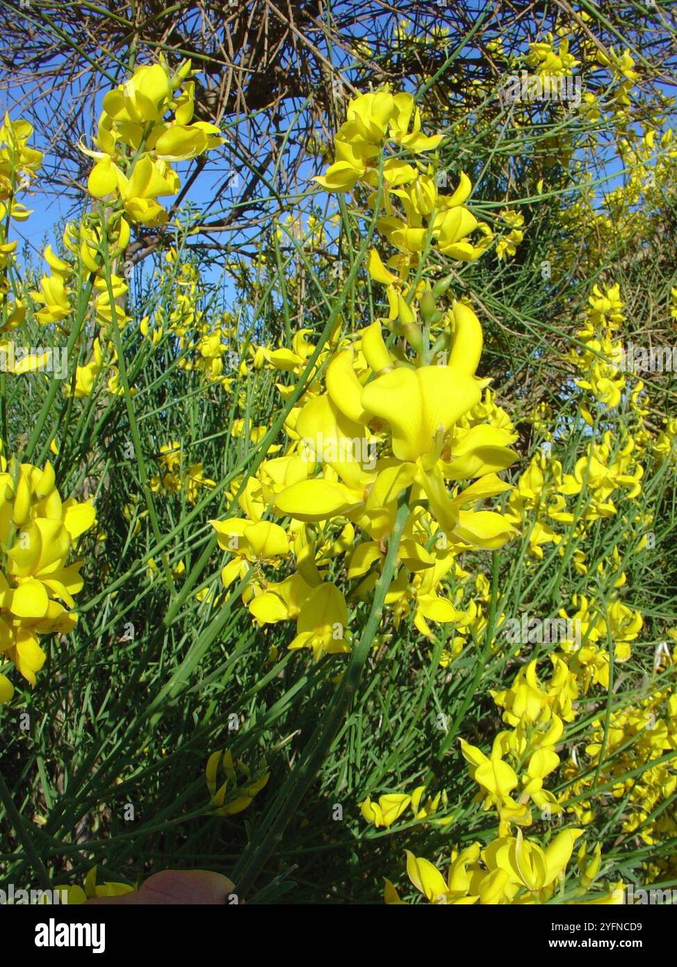 Spanish Broom (Spartium junceum Stock Photo - Alamy