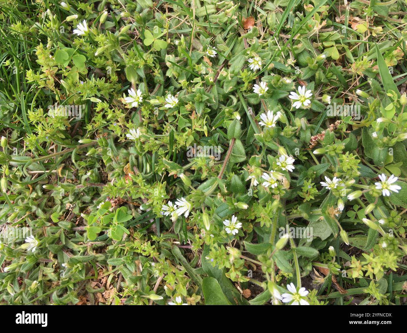 Common mouse-ear chickweed (Cerastium fontanum Stock Photo - Alamy