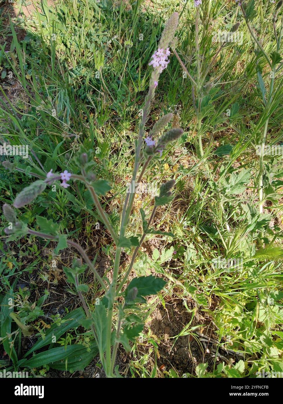 western vervain (Verbena lasiostachys Stock Photo - Alamy