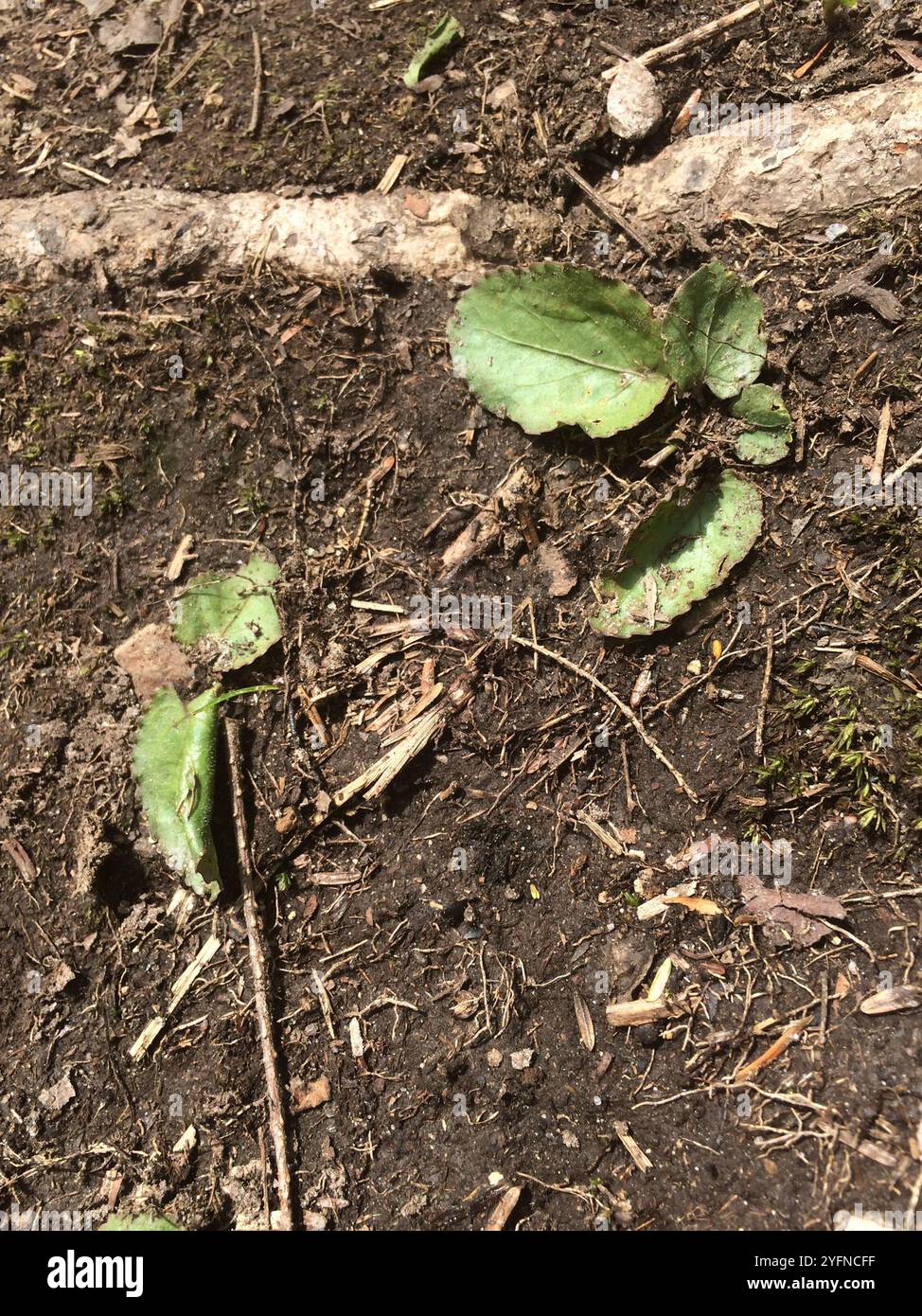 Round-leaved Violet (Viola rotundifolia Stock Photo - Alamy
