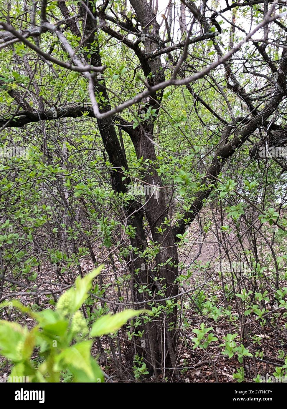 Amur Maple (Acer ginnala Stock Photo - Alamy